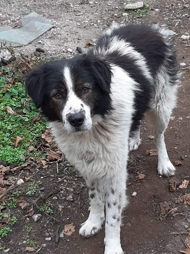 Santtu Kodittomat Bulgarian Koirat Ry